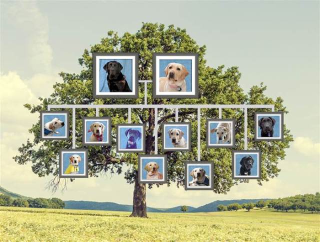 Canine Family Tree Chart 4+ Thousand Dog Mother Icon Royalty Free