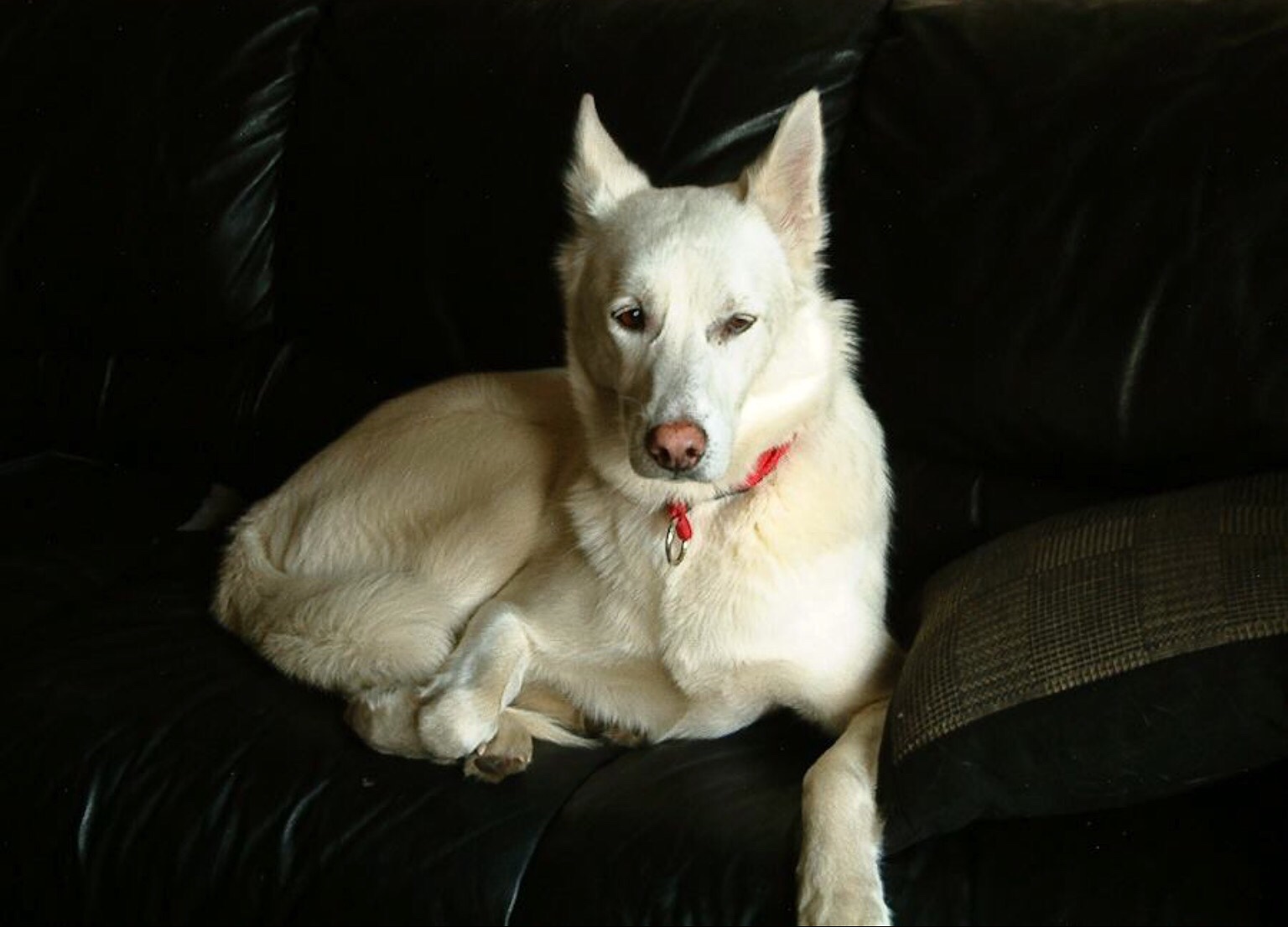 Remembering Micky aka Moo Moo – Knotty Toys for Good Dogs