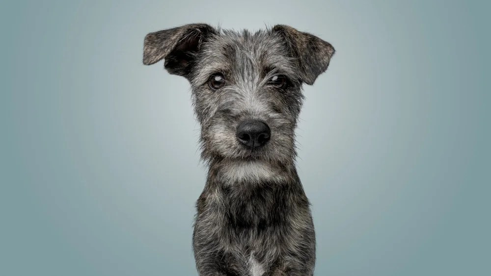 The Pawtastic Photography of Artist & Animal Rescue Advocate Greg ...